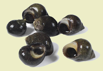 De Wieringer Alikruikvisserij - Museum Jan Lont